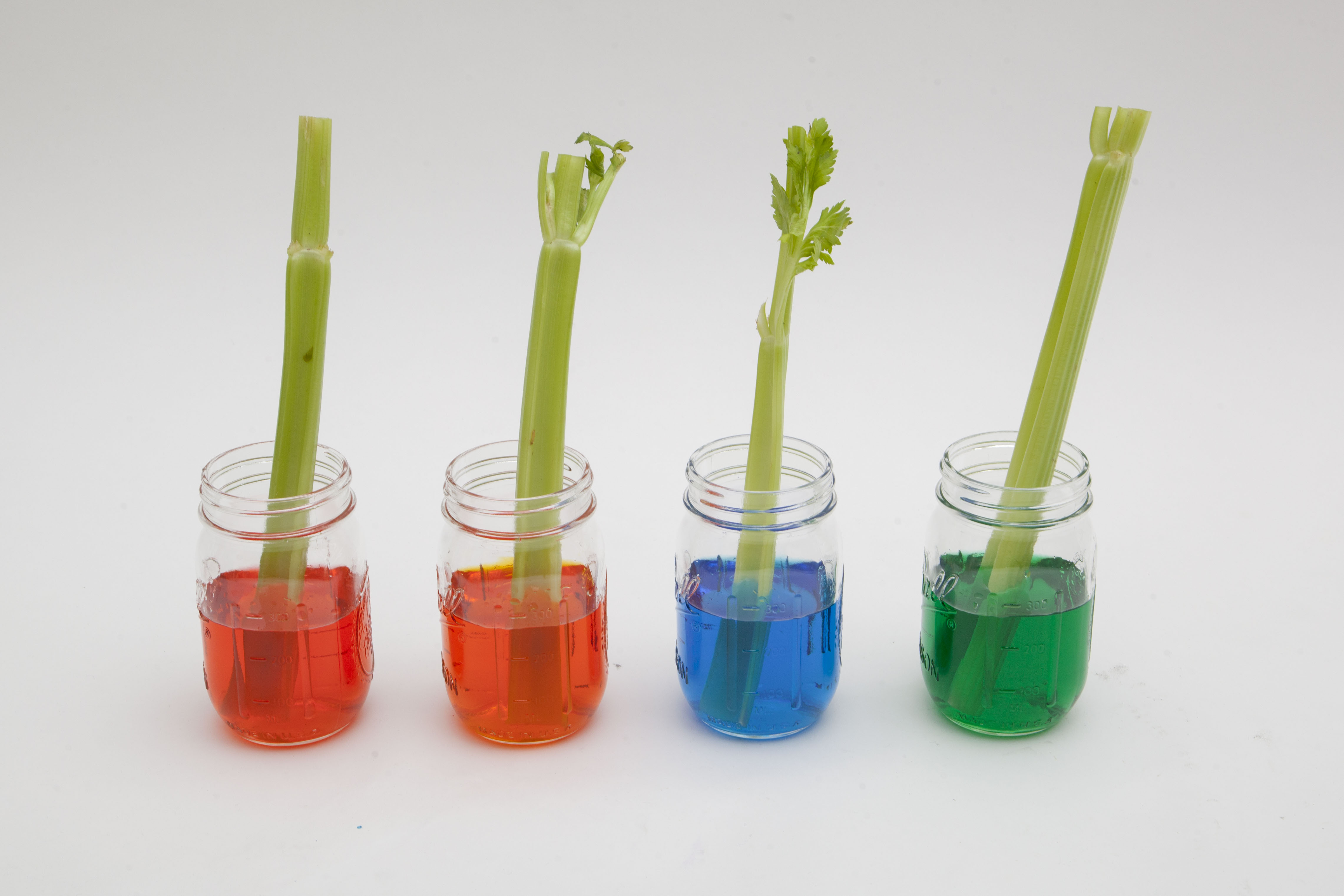 Celery In Water Experiment Celery In Water Experiment