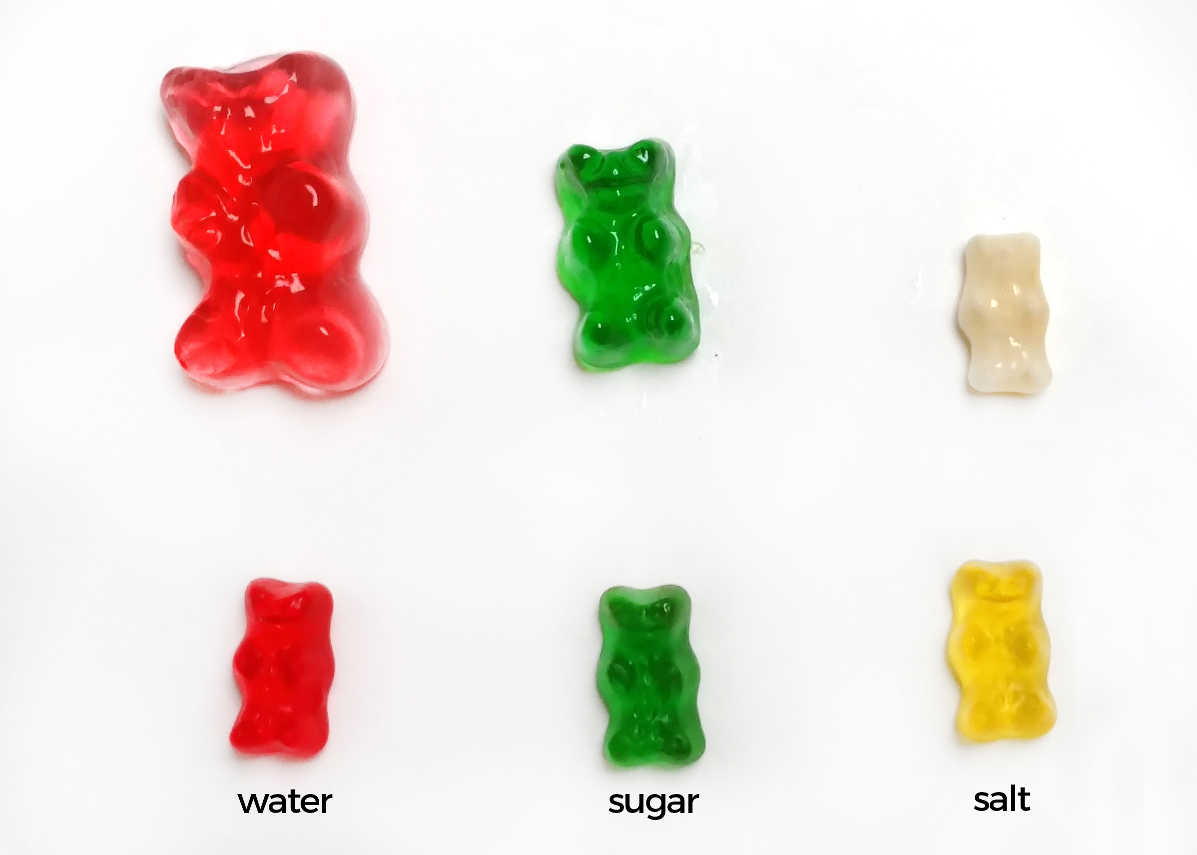 Gummy Bear Science Project DIY For Beginners KiwiCo Gummy Bear Science Project DIY For Beginners KiwiCo